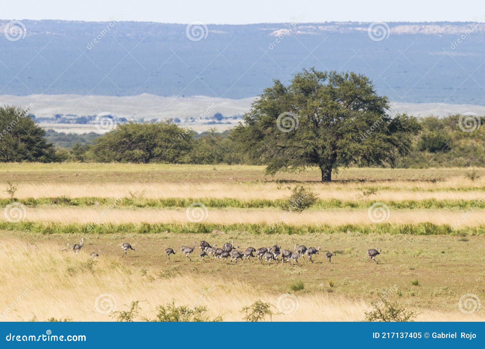 Greater Rhea with chicks stock image. Image of pampas - 217137405