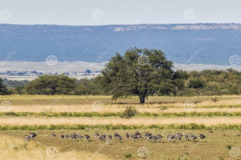 Greater Rhea stock photo. Image of ratites, americana - 217367166