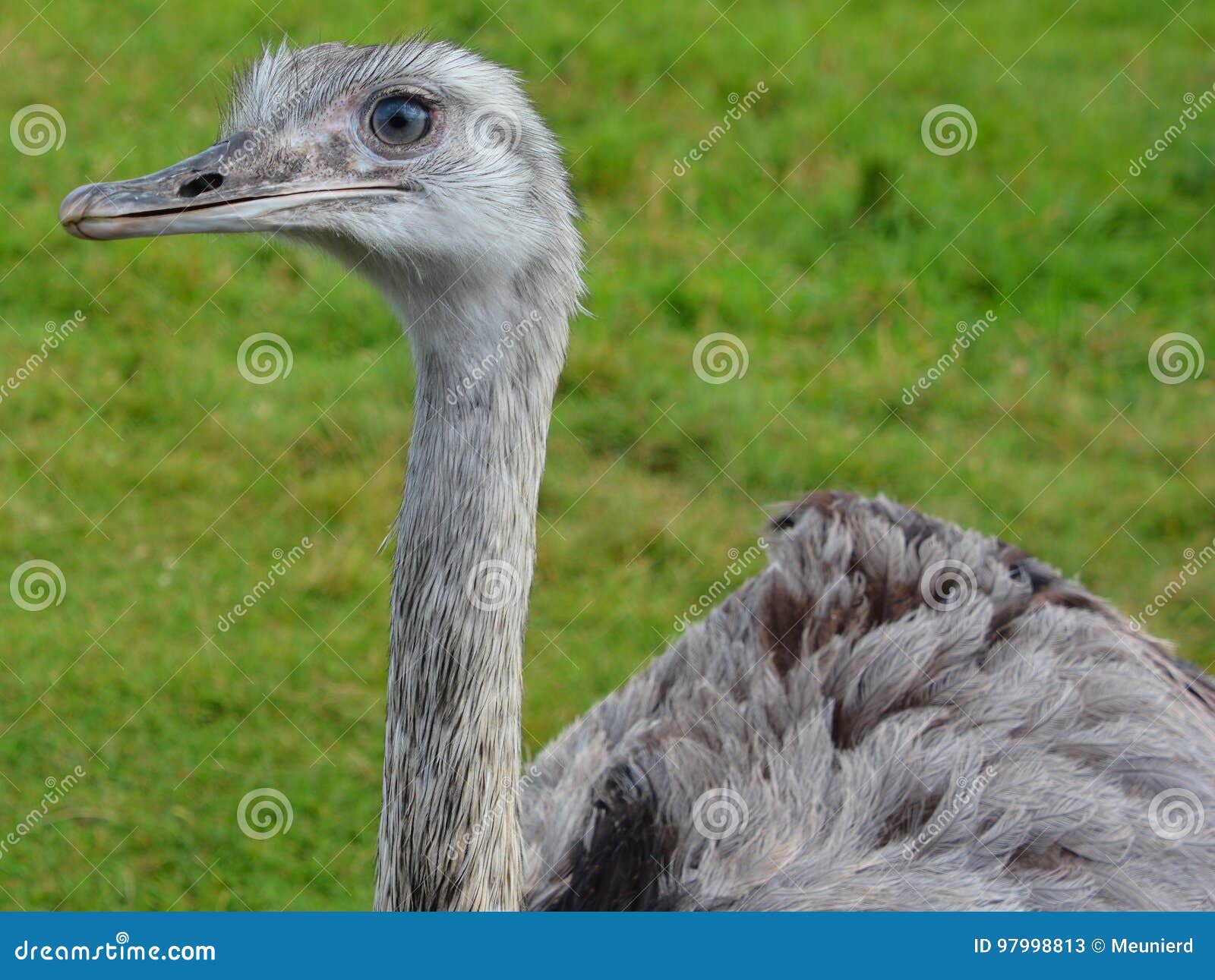 The greater rhea stock image. Image of gray, chaco, animal - 97998813