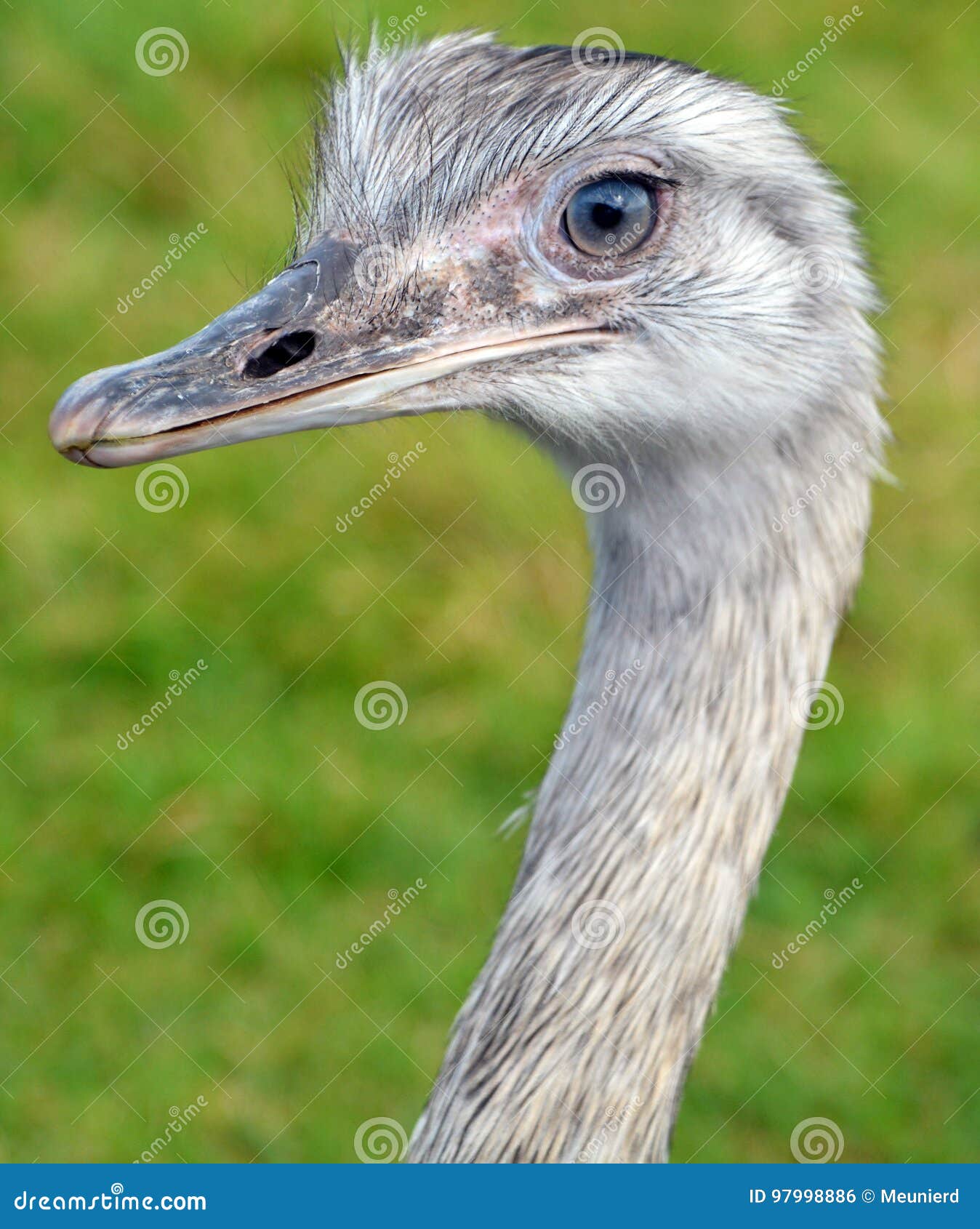 The greater rhea stock photo. Image of lesser, chaco - 97998886