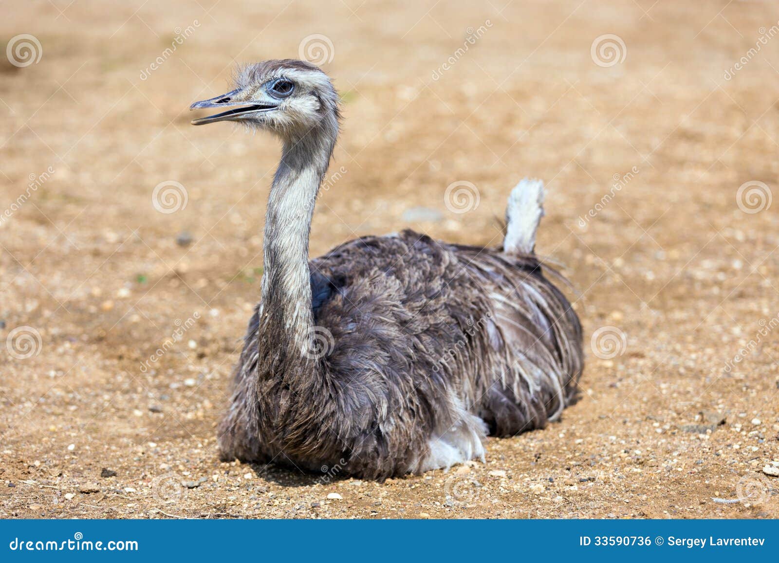 Greater Rhea lying on sand stock photo. Image of portrait - 33590736