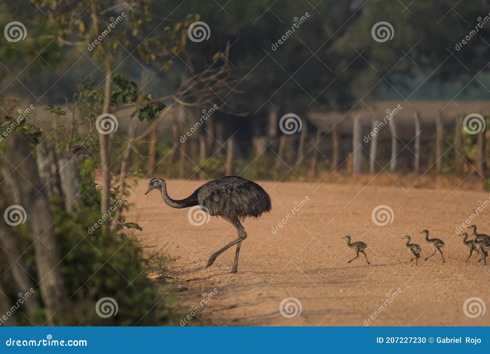 Greater Rhea, Pantanal, Brazil Stock Photo - Image of argentina, nice ...