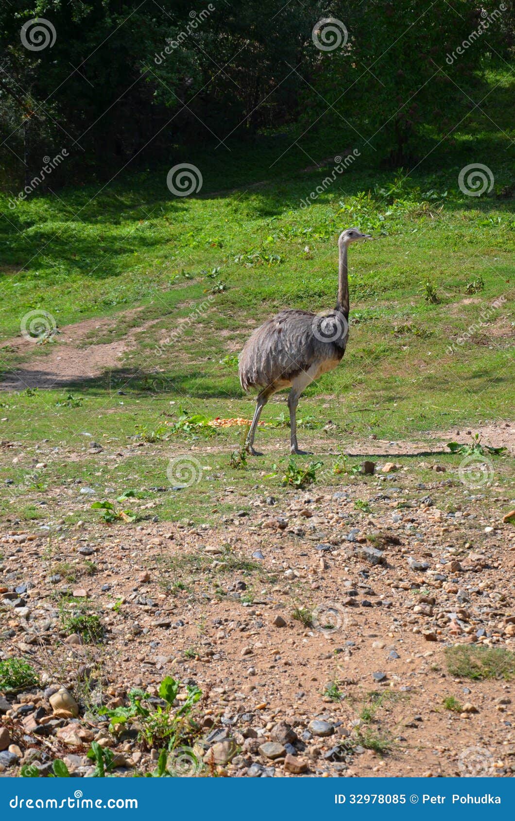 The Greater Rhea stock image. Image of bird, beeing, america - 32978085