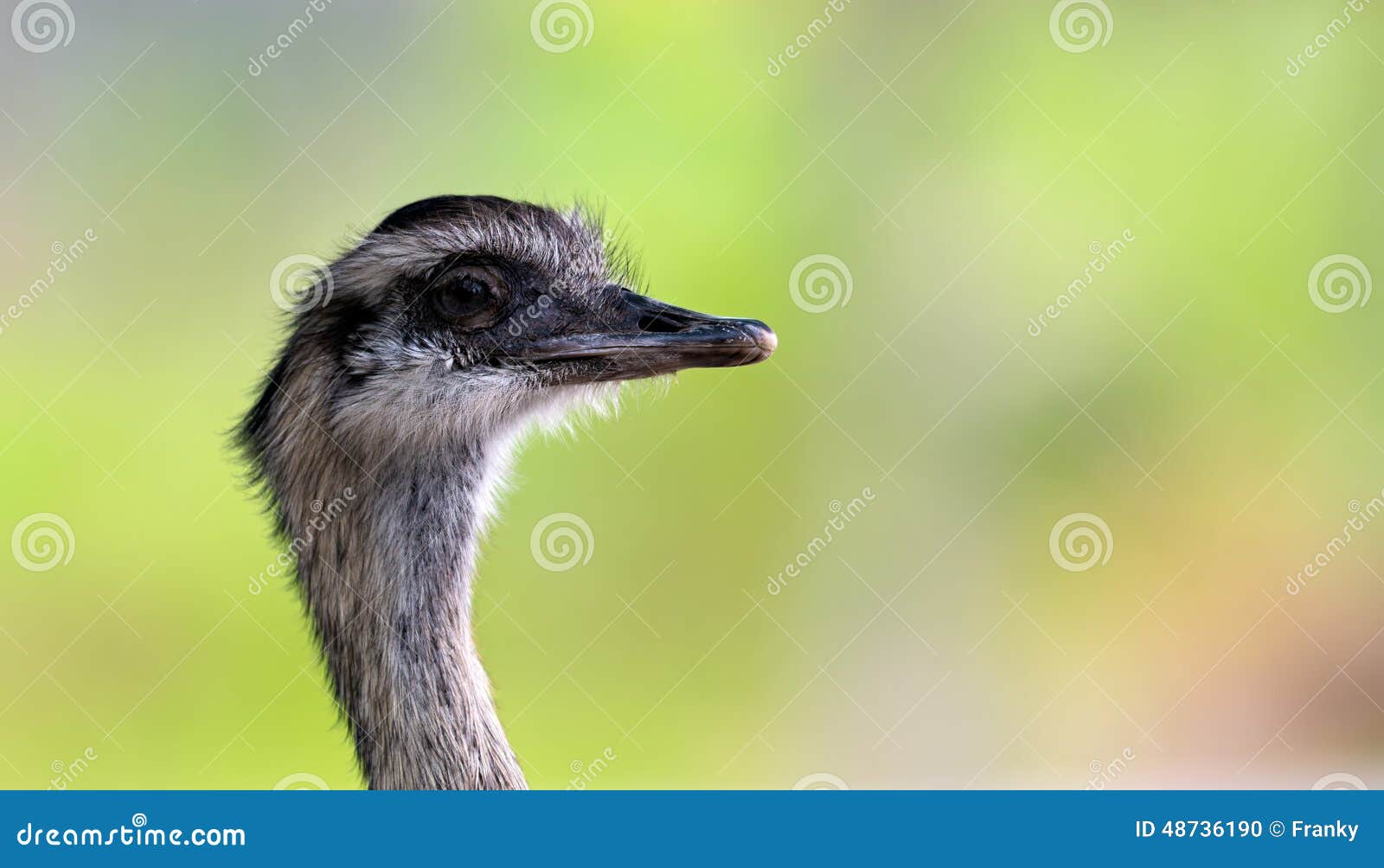 Greater Rhea stock photo. Image of wild, face, large - 48736190