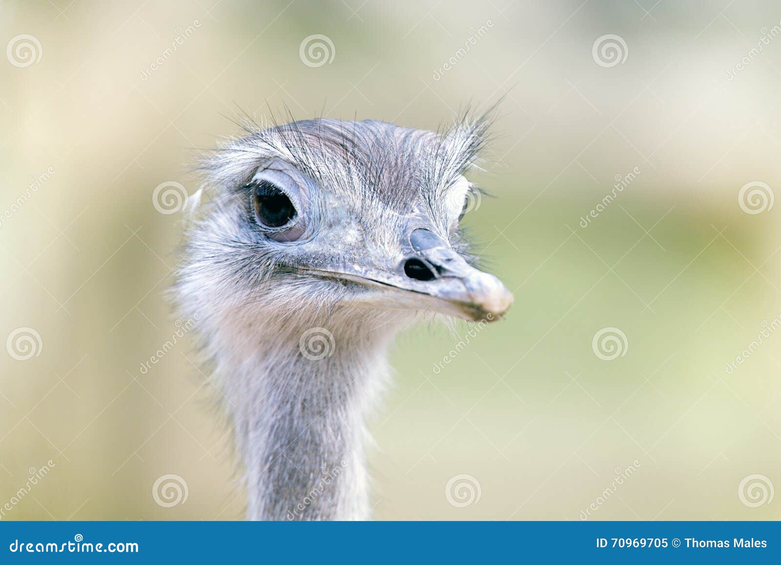 Greater Rhea stock image. Image of largest, portrait - 70969705