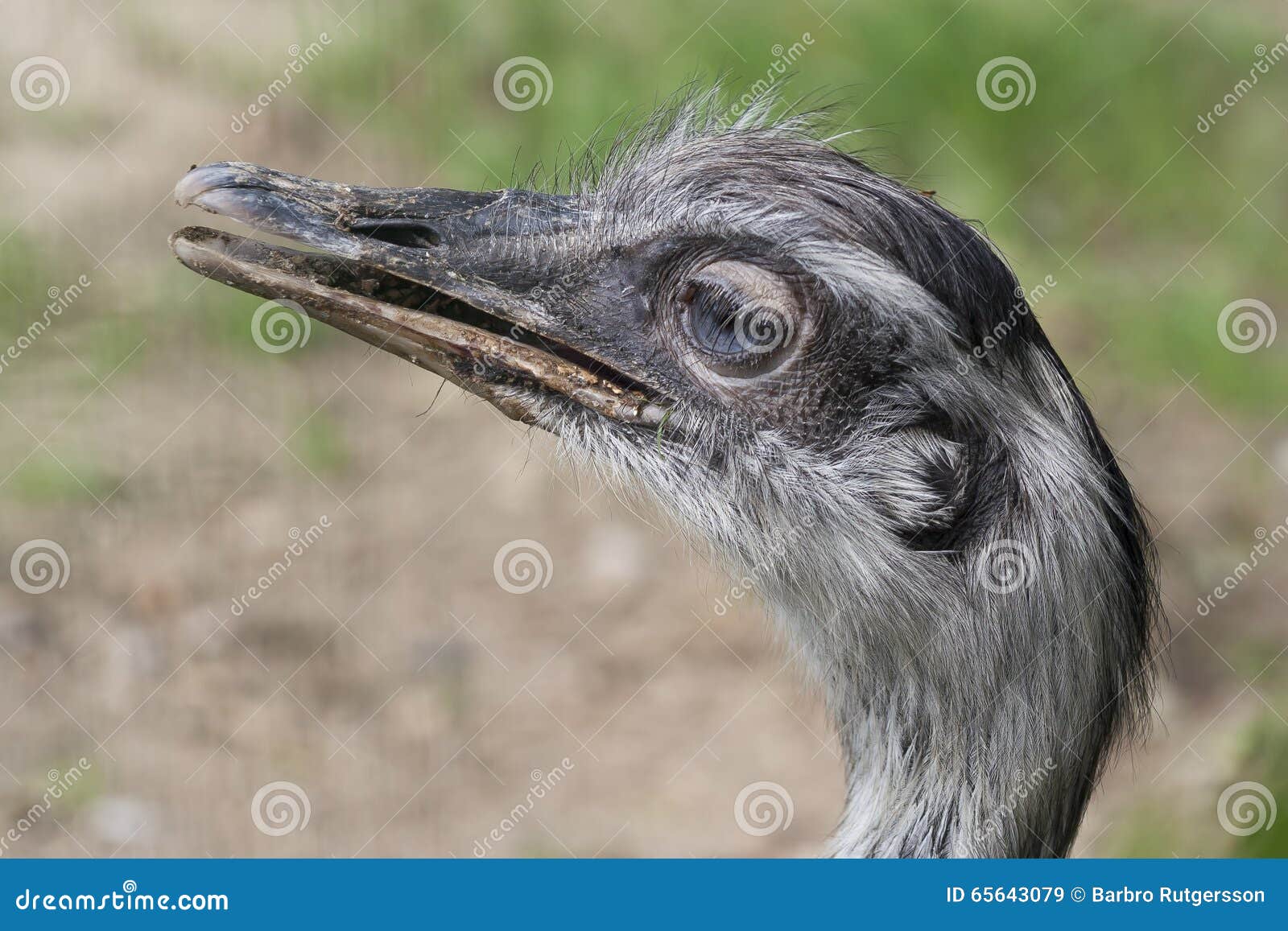 The greater rhea stock image. Image of profile, close - 65643079