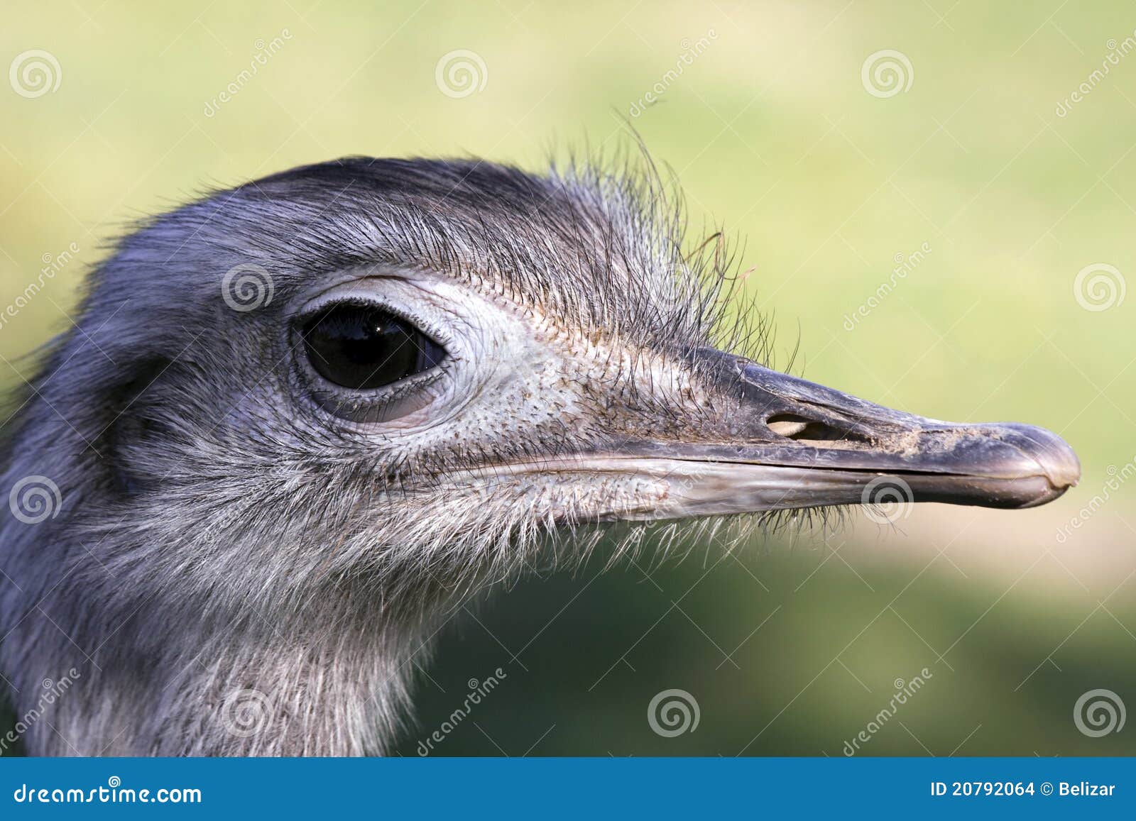 Greater Rhea (Rhea Americana) Stock Photo - Image of head, portrait ...