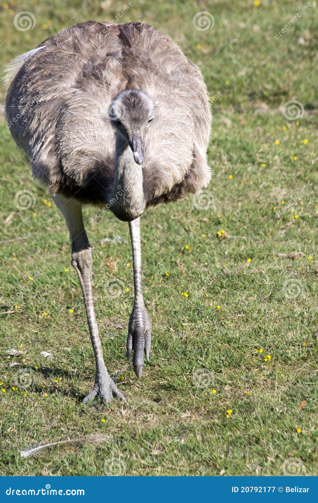 Greater Rhea (Rhea Americana) Stock Image - Image of female, walk: 20792177