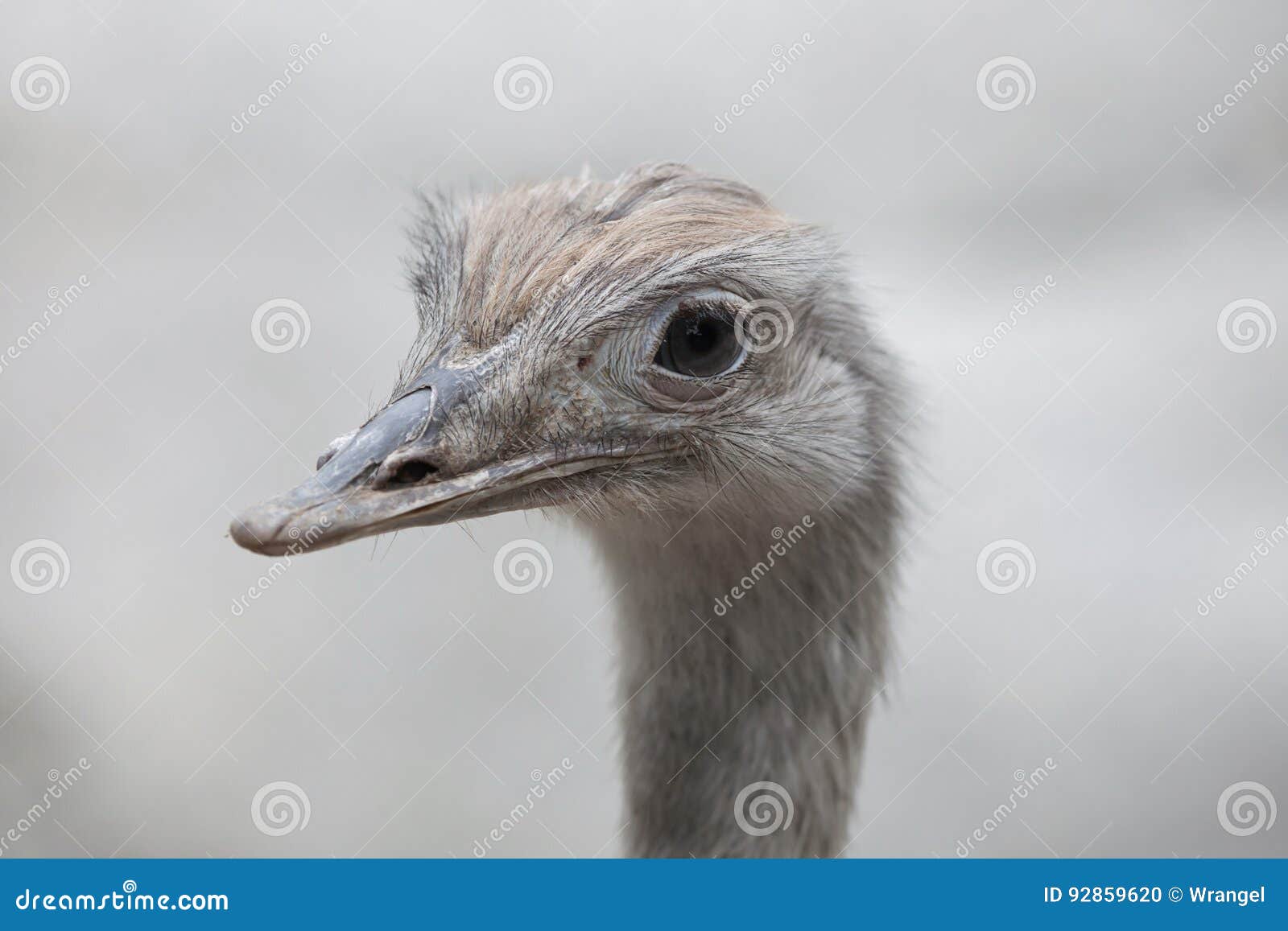Greater Rhea Rhea Americana Stock Photo - Image of animal, greater ...