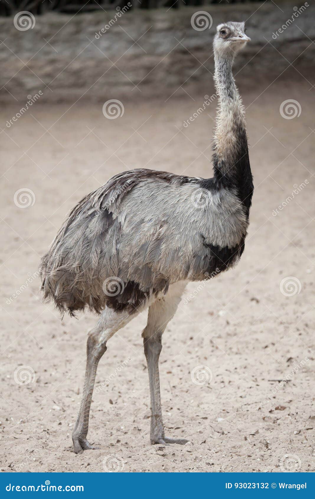 Greater Rhea Rhea Americana Stock Photo - Image of bolivia, camelus ...