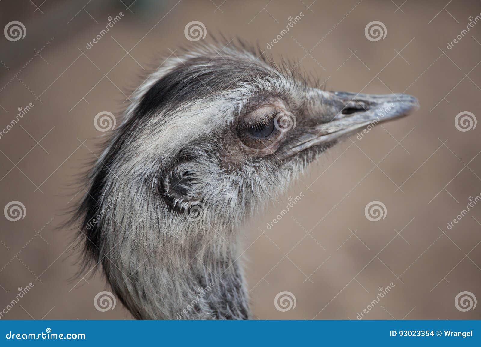 Greater Rhea Rhea Americana Stock Photo - Image of bolivia, brazil ...