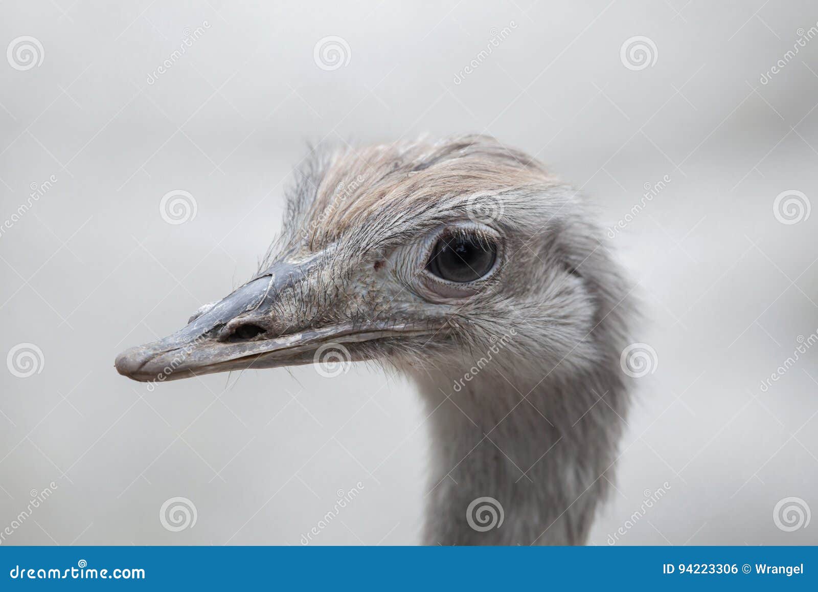 Greater Rhea Rhea Americana Stock Photo - Image of american, aves: 94223306