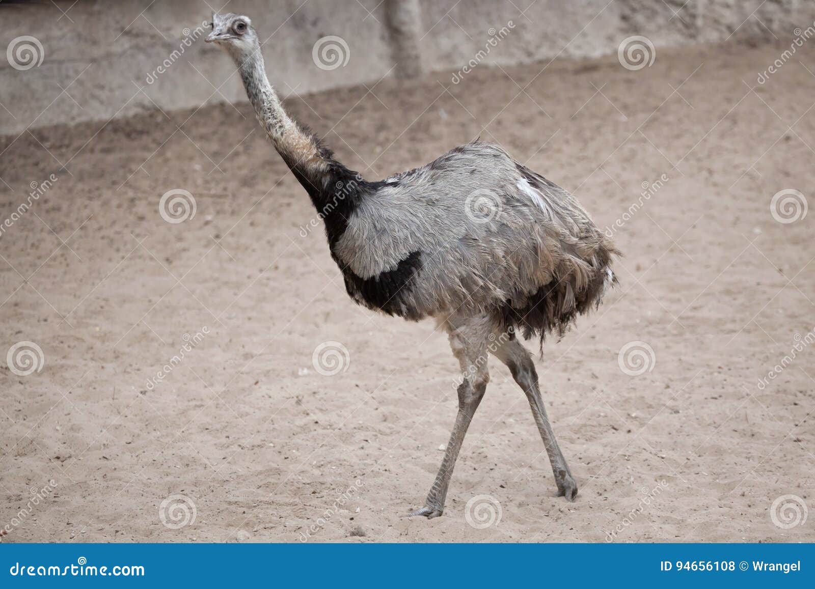Greater Rhea Rhea Americana Stock Photo - Image of pampas, nandu: 94656108