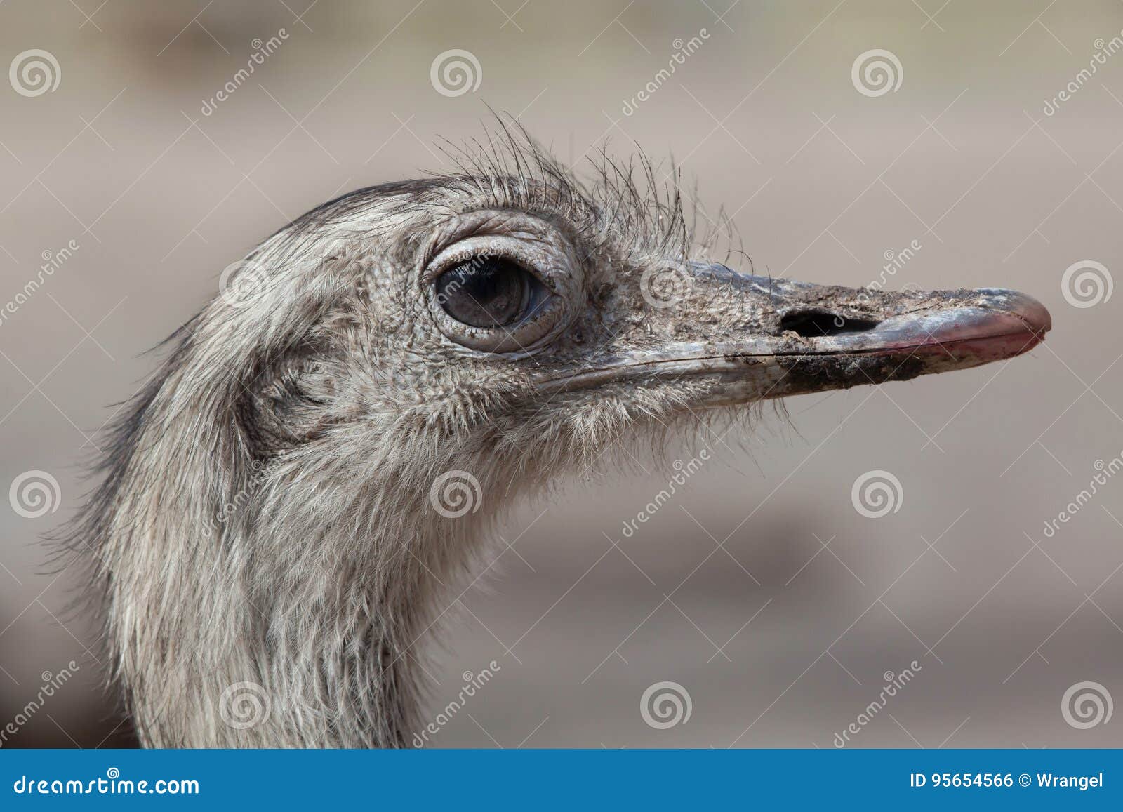 Greater Rhea Rhea Americana Stock Photo - Image of nature, argentinean ...