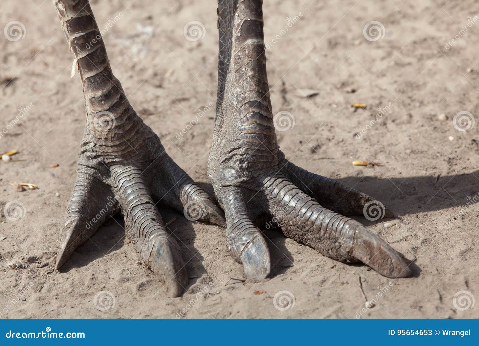 Greater Rhea Rhea Americana Stock Image - Image of claws, close: 95654653