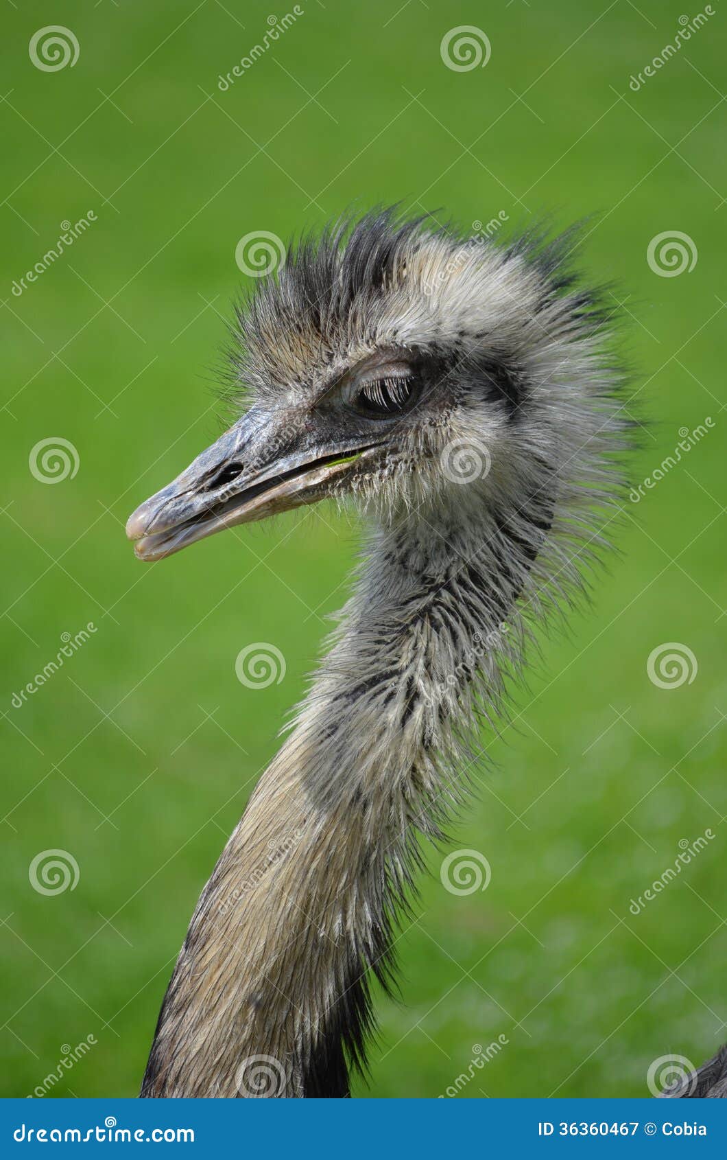 The Greater Rhea (Rhea Americana) Stock Image - Image of farm, closeup ...