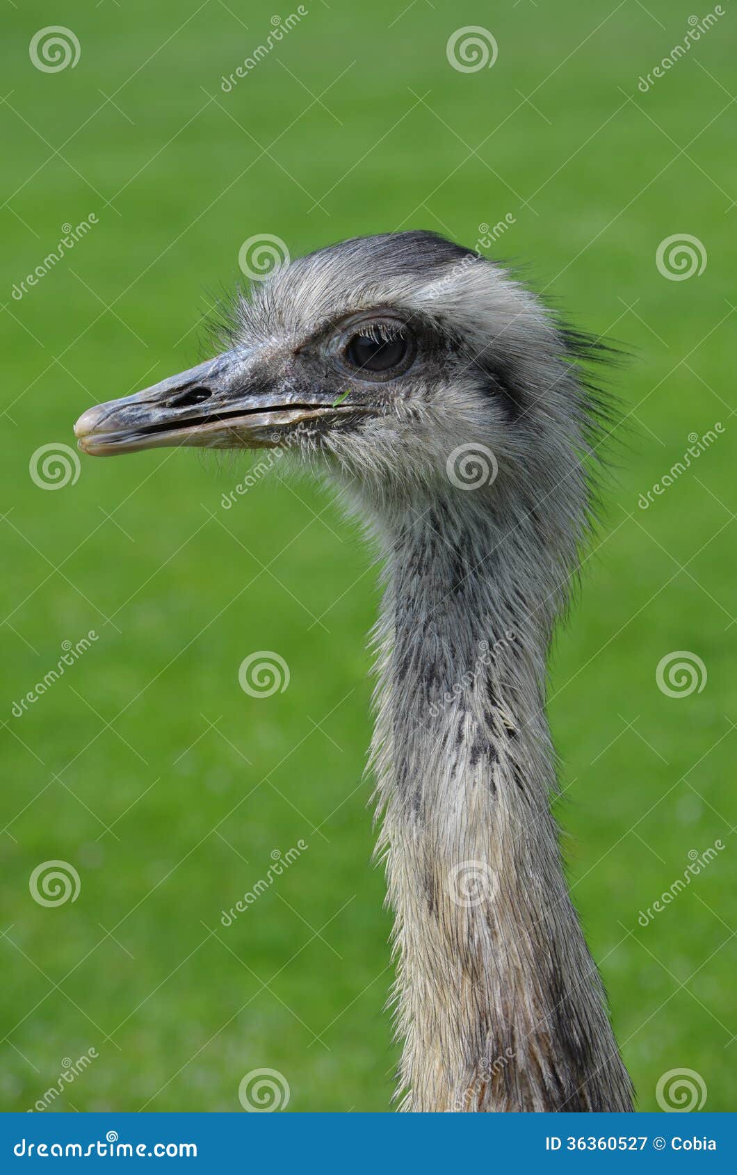 The Greater Rhea (Rhea Americana) Stock Image - Image of greater, nose ...