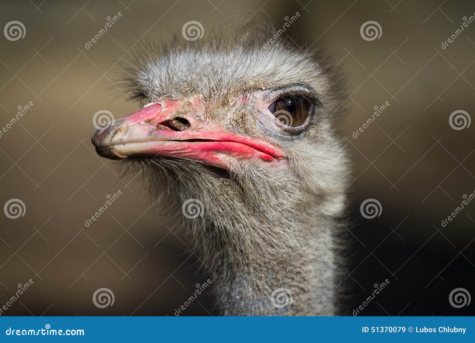 Greater Rhea - Rhea Americana Stock Image - Image of african, bird ...