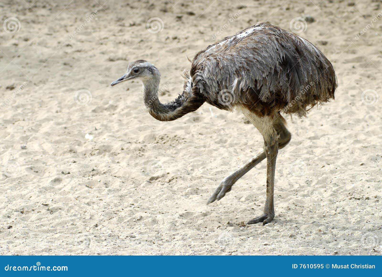 Greater Rhea, Rhea Americana Royalty-Free Stock Photography ...