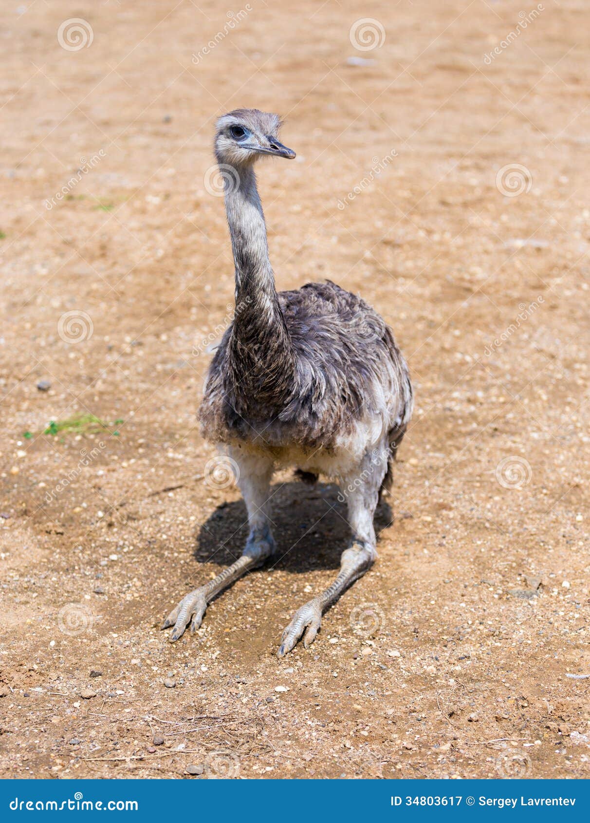 Greater Rhea Sitting on Sand Stock Image - Image of rhea, wild: 34803617