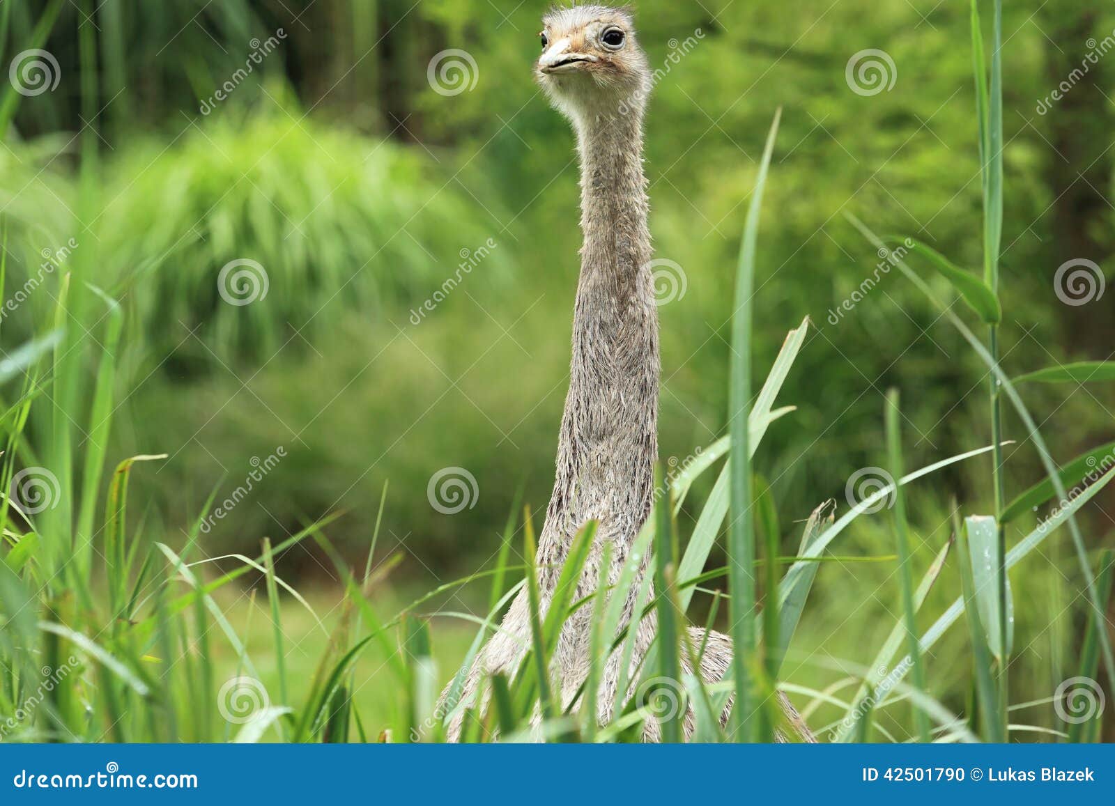 Greater rhea stock photo. Image of common, upper, grey - 42501790