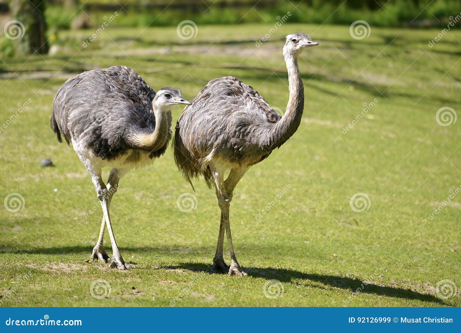 Greater Rheas Walking on Grass Stock Image - Image of bill, beak: 92126999