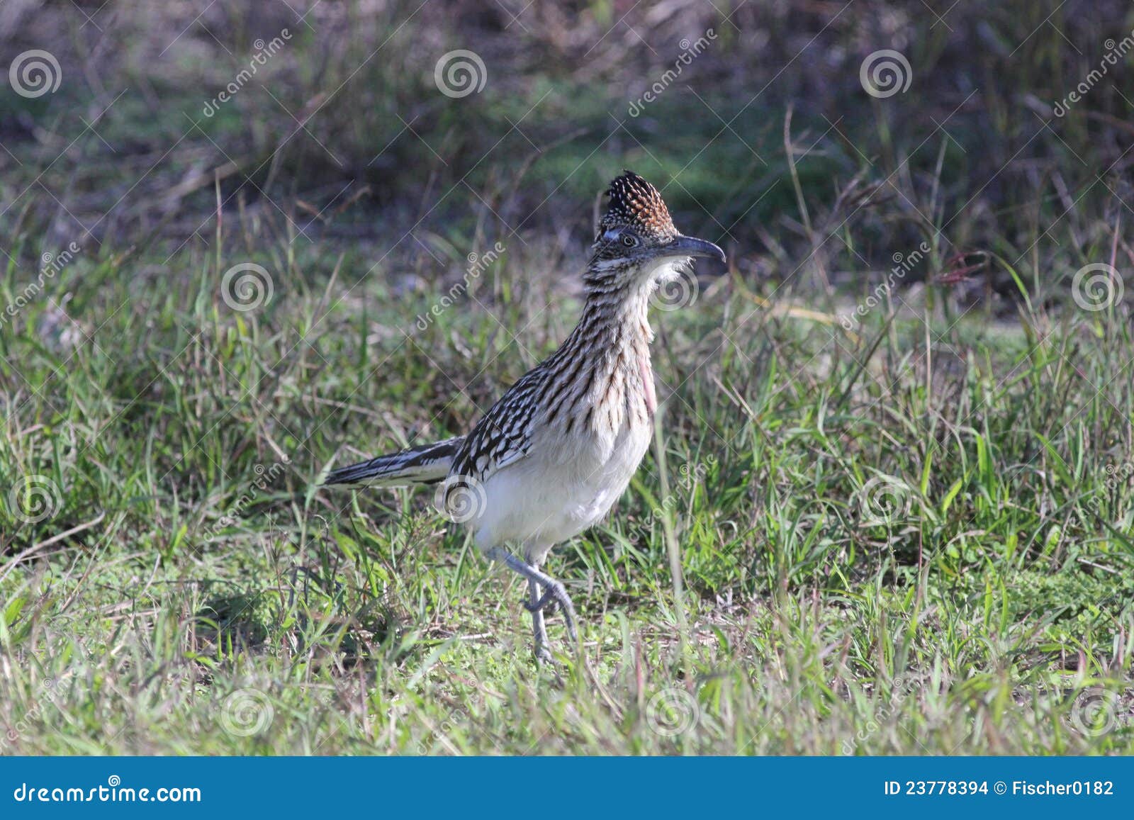 Greater Roadrunner Geococcyx Californianus Stock Photo - Image of ...