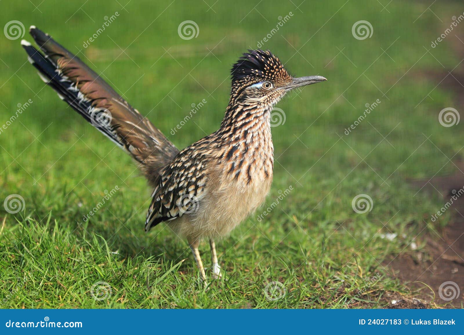 Greater roadrunner stock image. Image of bird, animal - 24027183