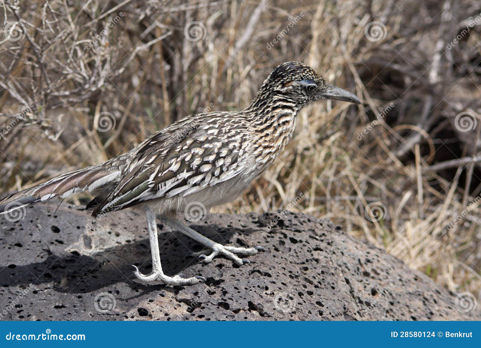 Greater Roadrunner stock photo. Image of rock, bird, nature - 28580124
