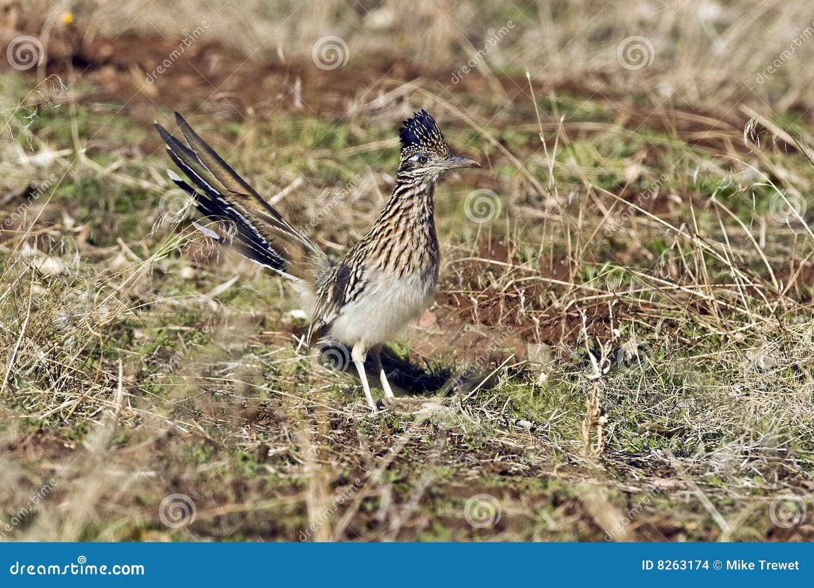 Greater Roadrunner stock photo. Image of plumage, wildlife - 8263174