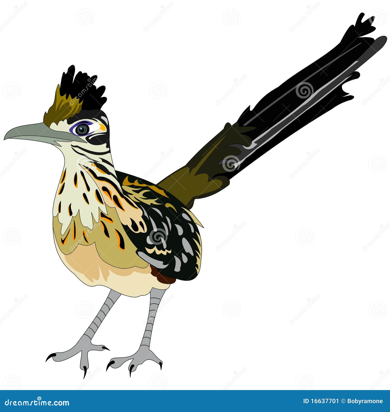 Roadrunner Bird Illustration Vector.Line Art Bird | CartoonDealer.com ...