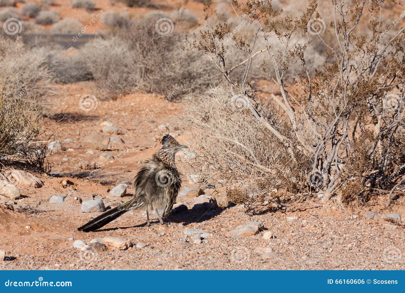 Greater Roadrunner in Desert Stock Photo - Image of desert, nevada ...