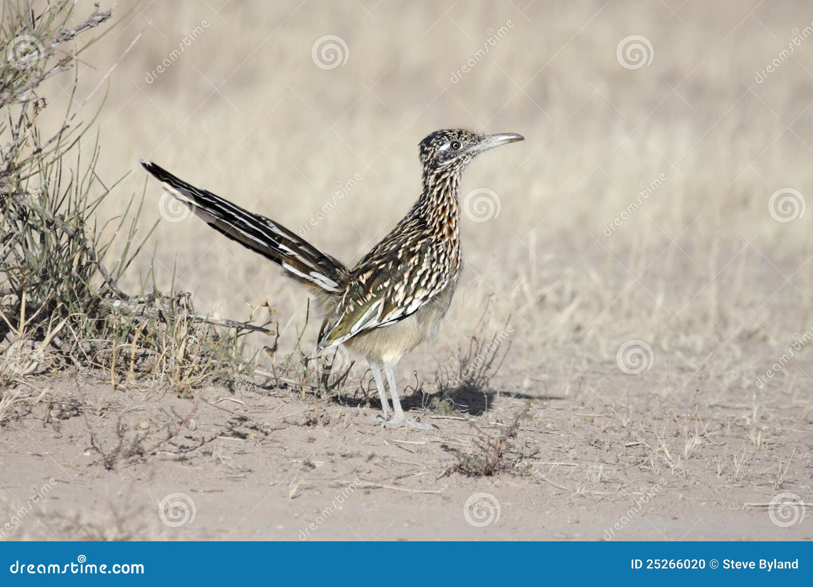 Greater Roadrunner (Geococcyx Californianus) Stock Photo - Image of ...