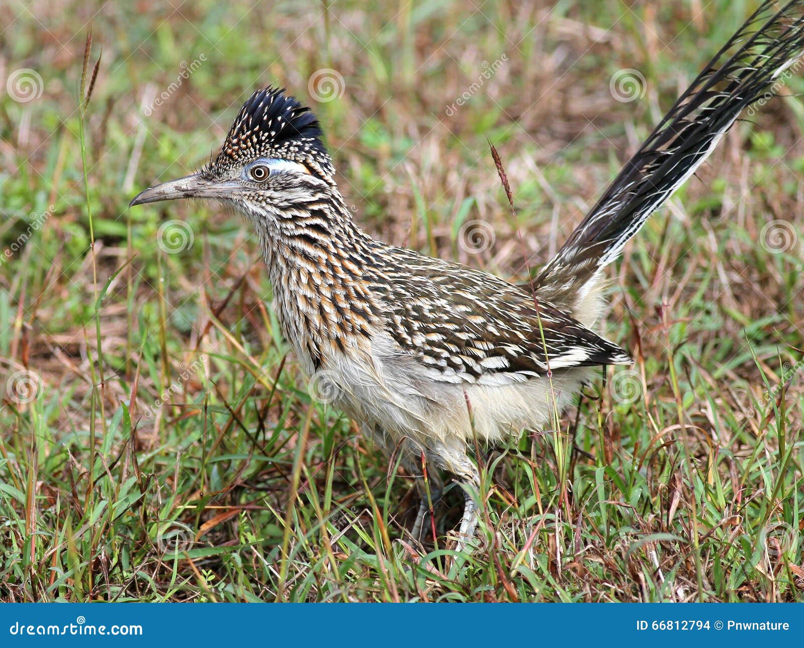 Greater Roadrunner stock photo. Image of ground, animal - 66812794