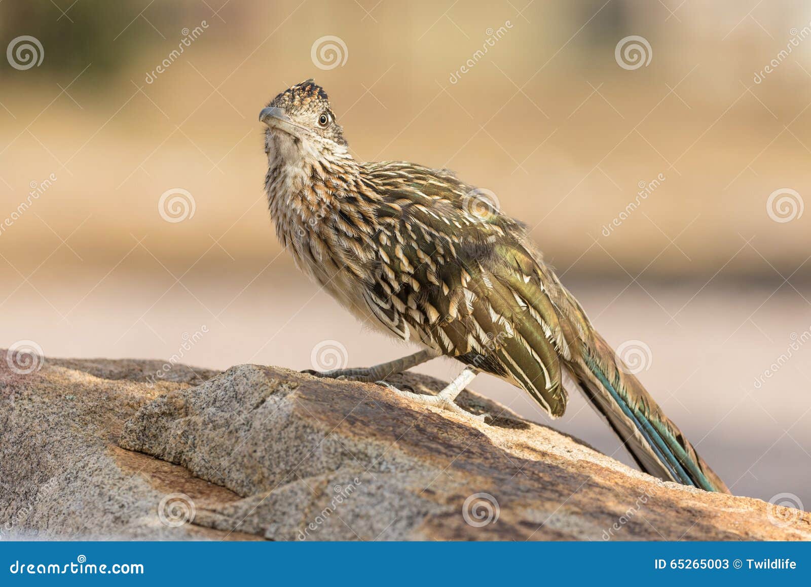 Greater Roadrunner Looking at Camera Stock Image - Image of desert ...