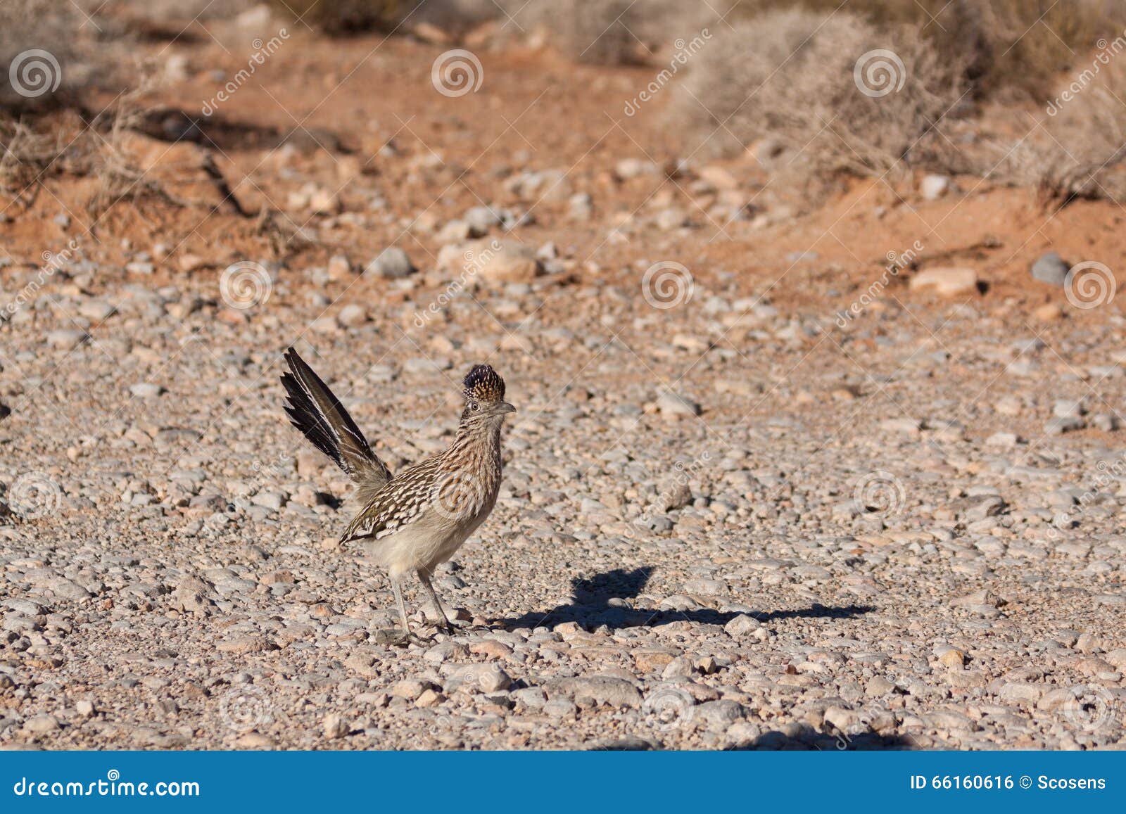 Greater Roadrunner in Nevada Desert Stock Photo - Image of wildlife ...