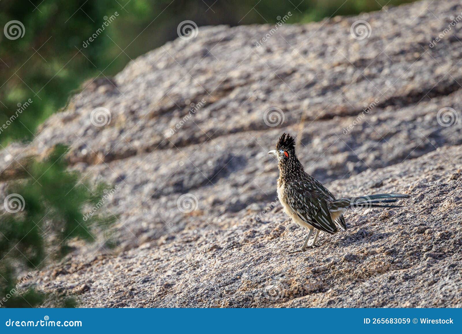 Greater Roadrunner Perching on Rock Stock Image - Image of outdoor ...