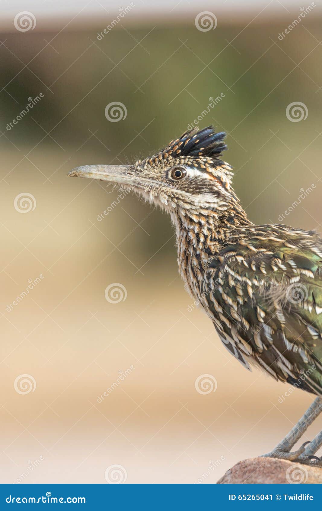 Greater Roadrunner Portrait Stock Image - Image of outdoors, wildlife ...