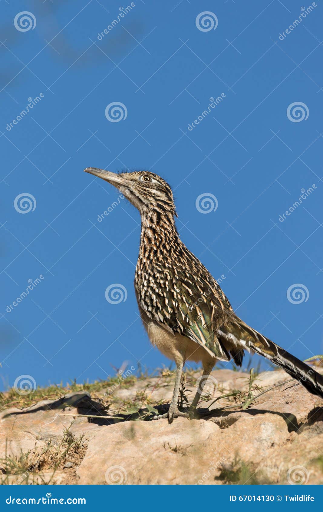 Greater Roadrunner on Ridge Stock Photo - Image of outdoors, wildlife ...
