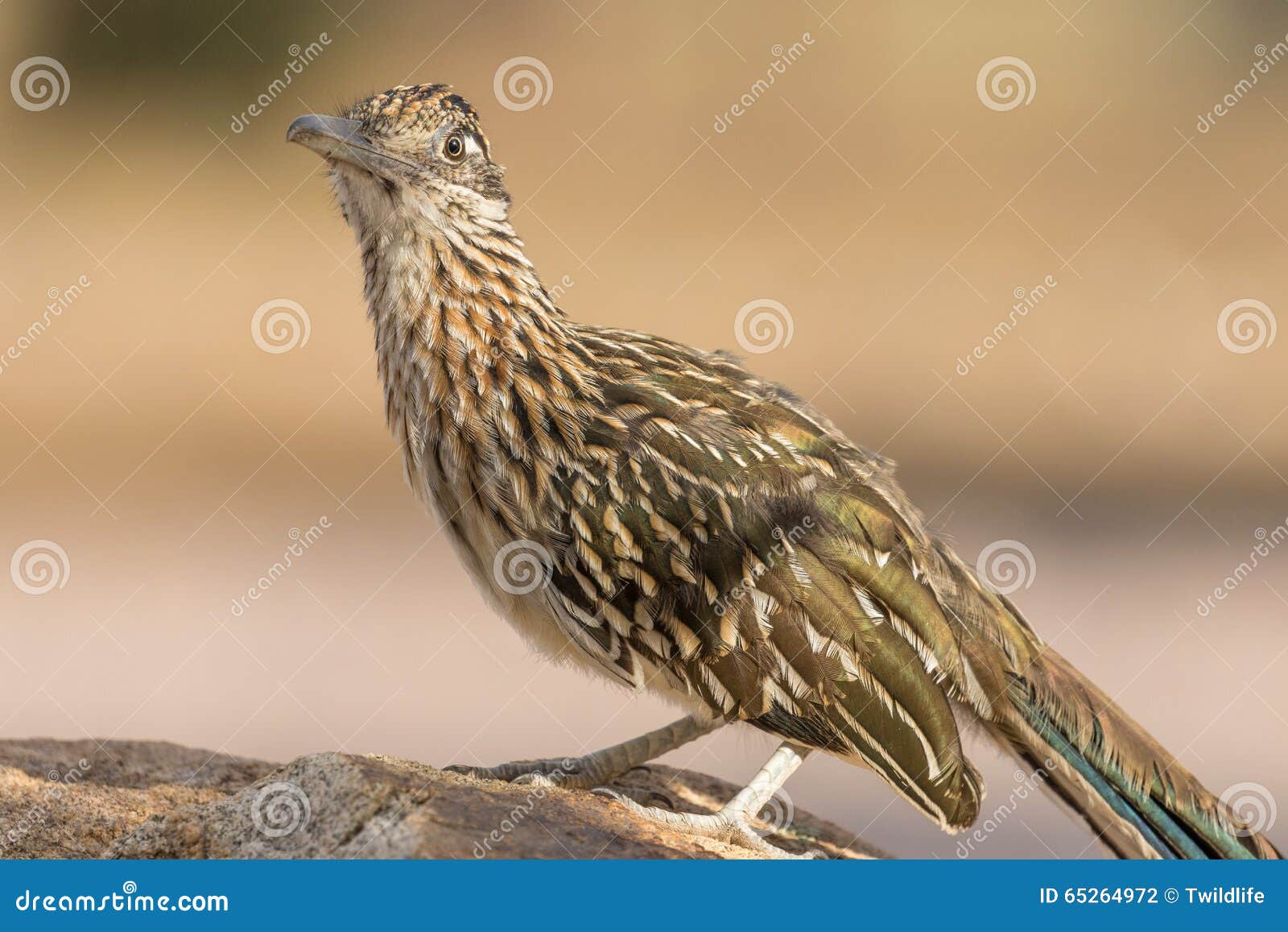 Greater Roadrunner on rock stock photo. Image of bird - 65264972