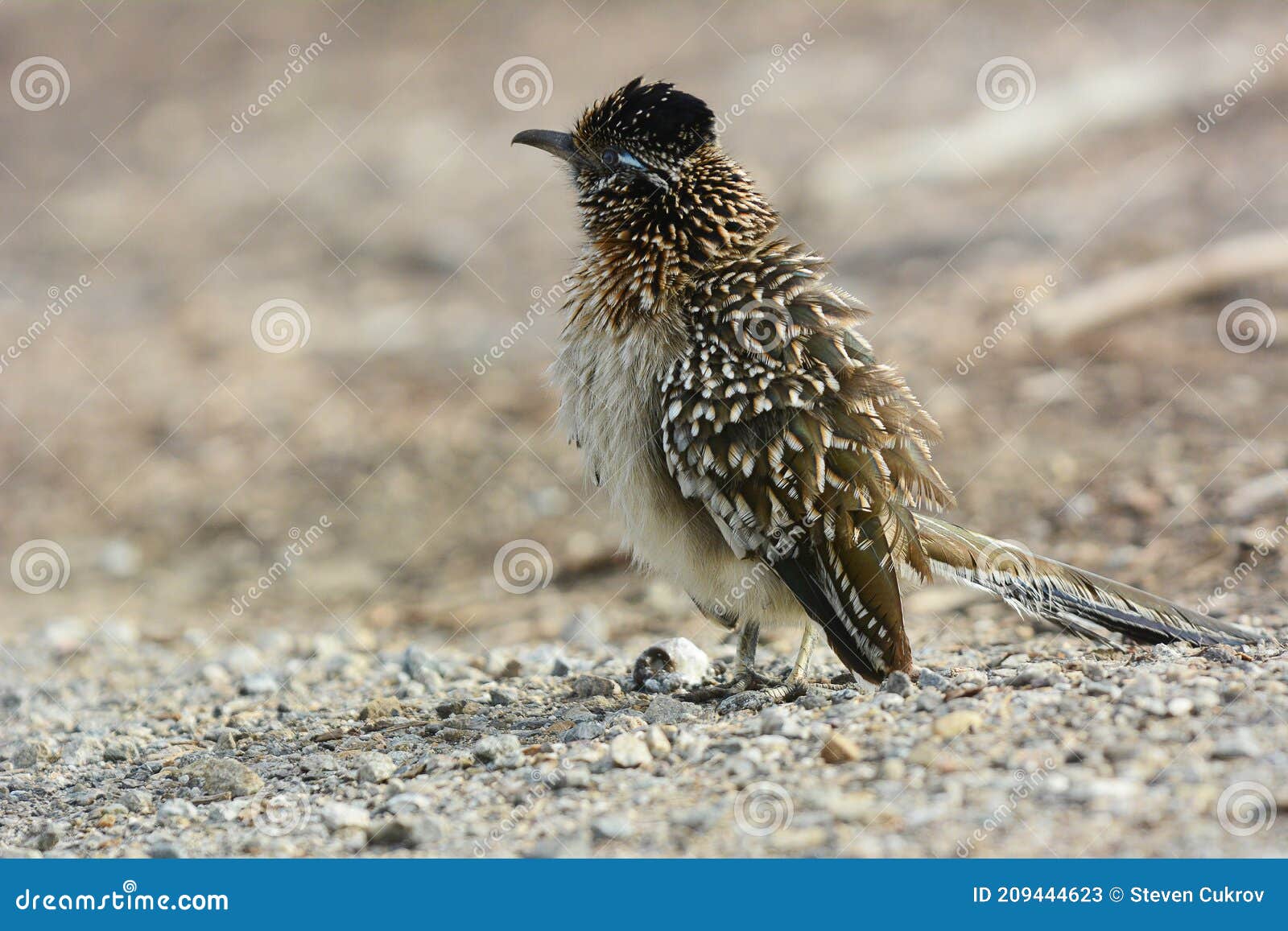 Greater Roadrunner with Ruffled Feathers on a Dirt Road Stock Image ...
