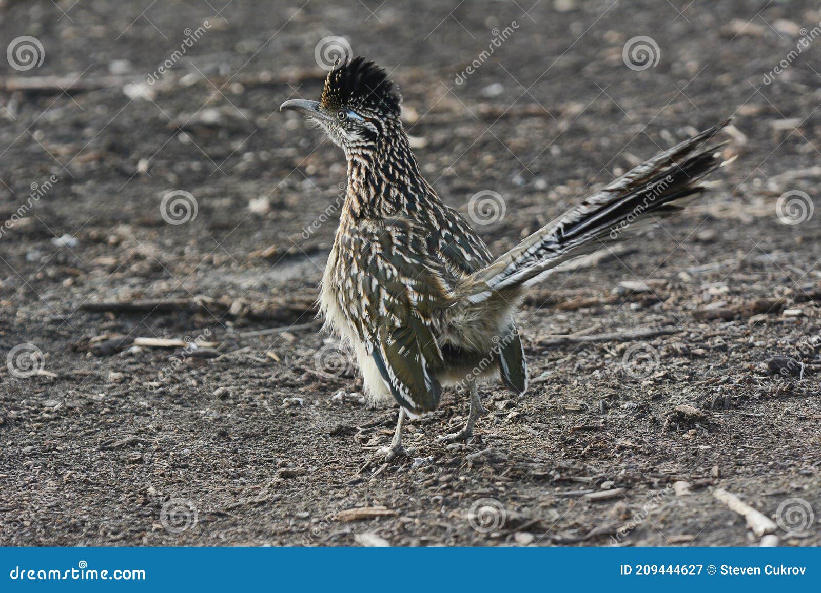 Greater Roadrunner Seen from Behind Stock Image - Image of avian ...