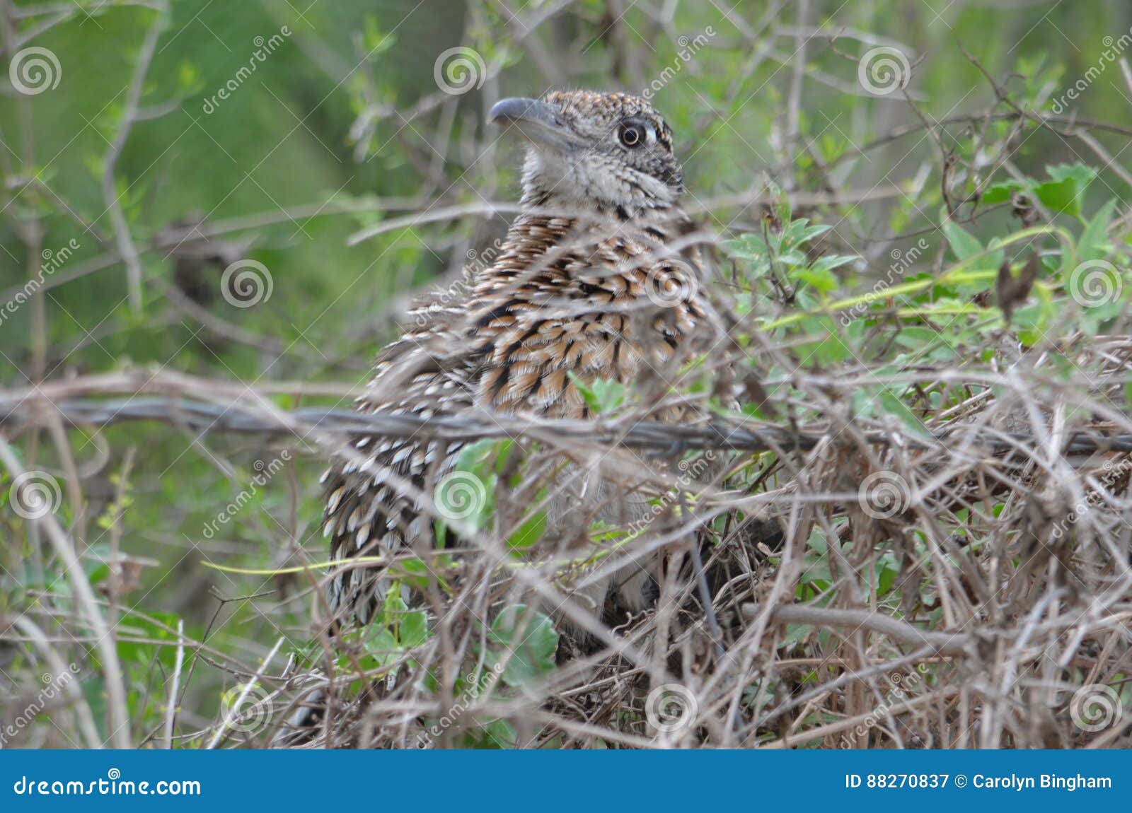 Greater Roadrunner stock image. Image of small, country - 88270837