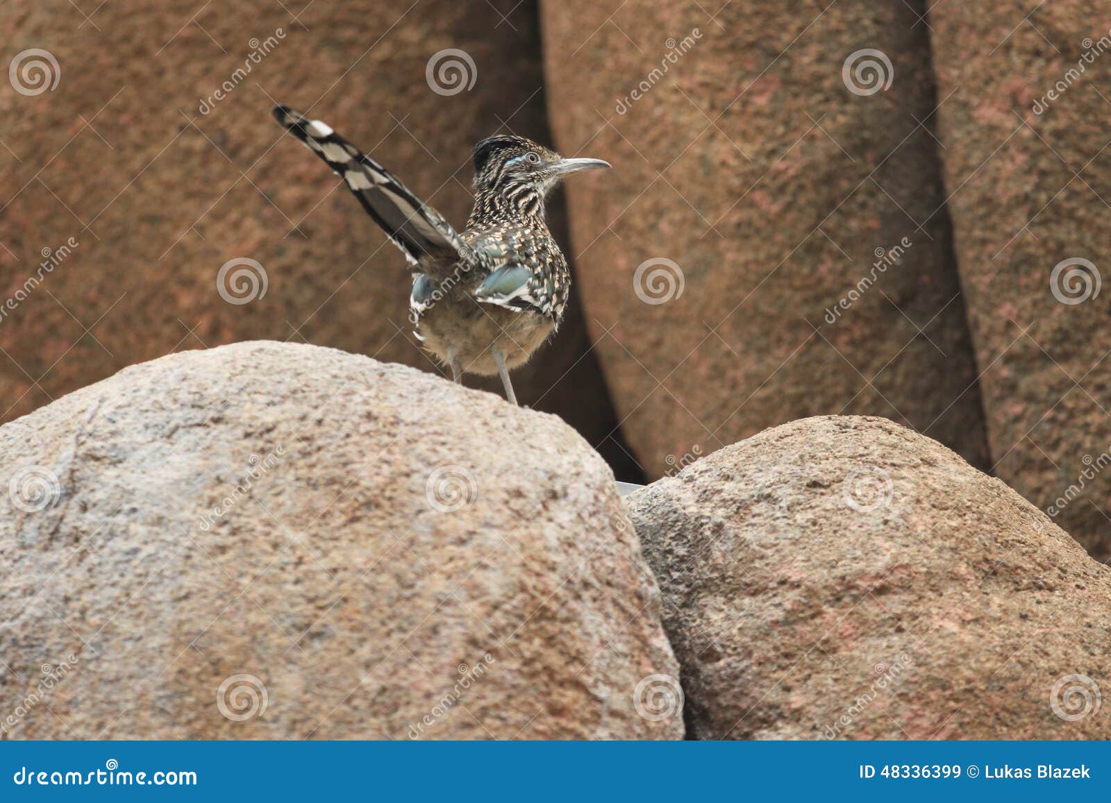Greater roadrunner stock image. Image of californina - 48336399
