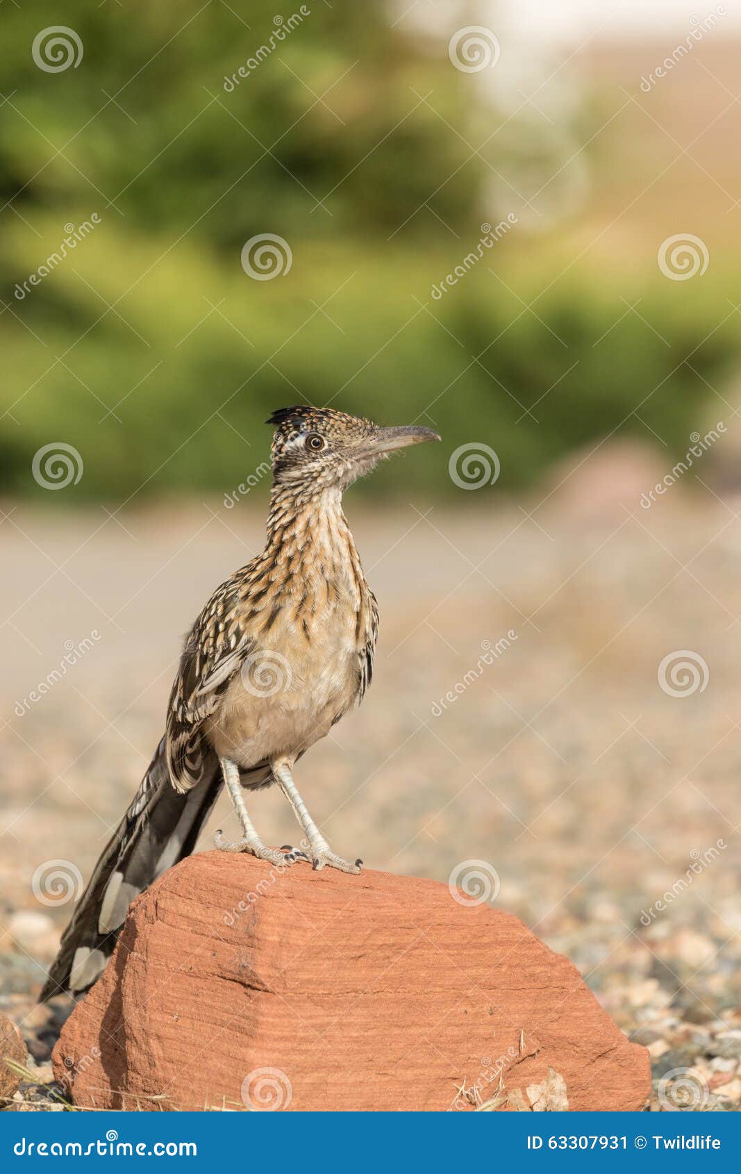 Greater Roadrunner Standing on Rock Stock Image - Image of arizona ...