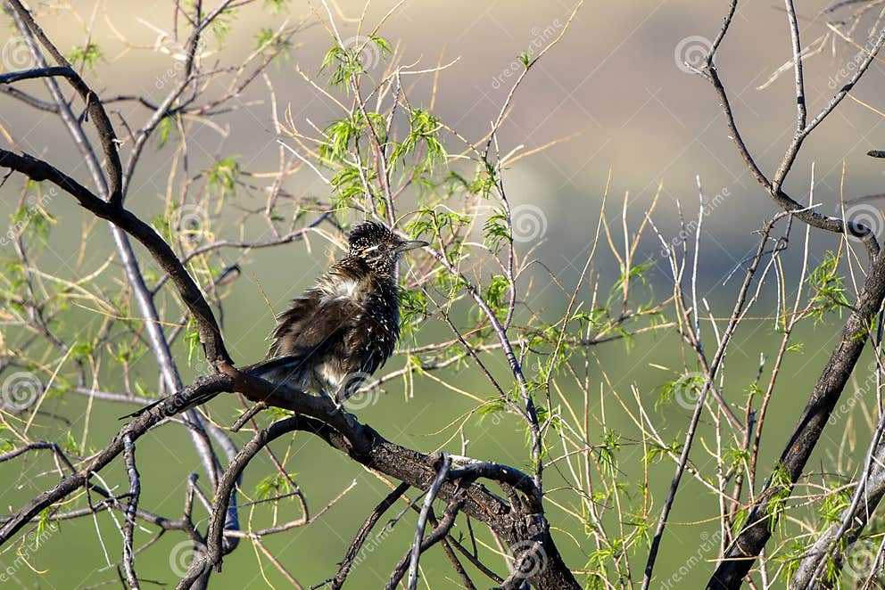 Greater Roadrunner in a Mesquite Tree in Spring Stock Image - Image of ...