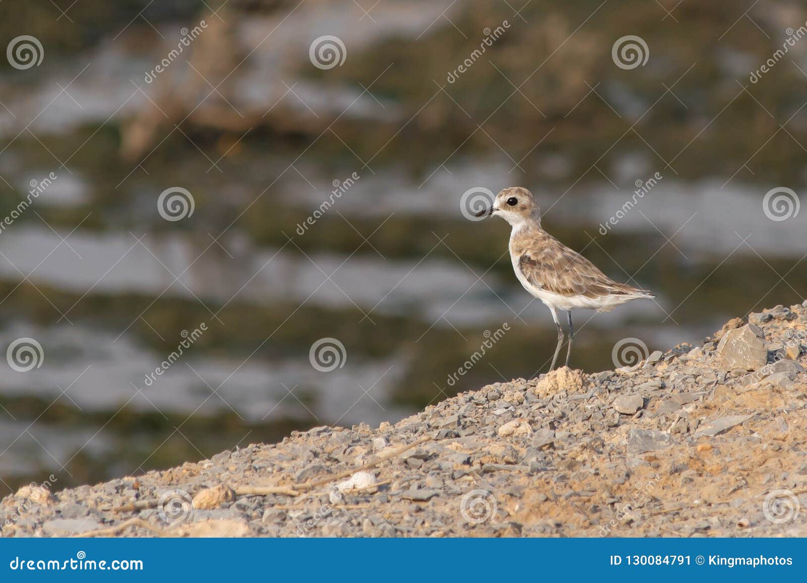 Greater Sand Plover Standing in the Sand Stock Image - Image of nature ...