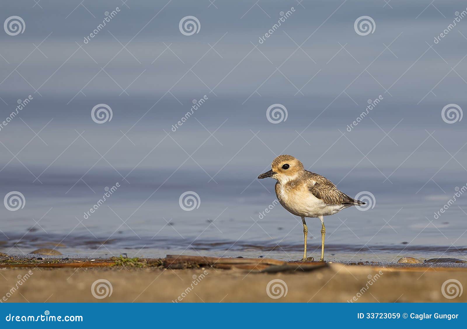 Greater Sand Plover