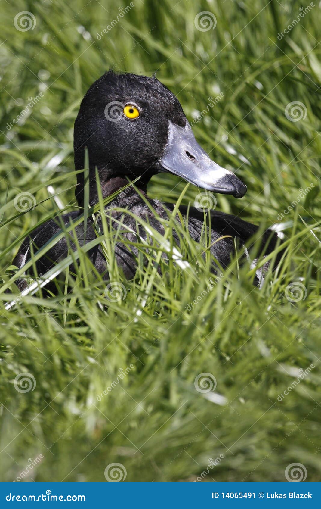 Greater scaup stock image. Image of bluebill, greater - 14065491