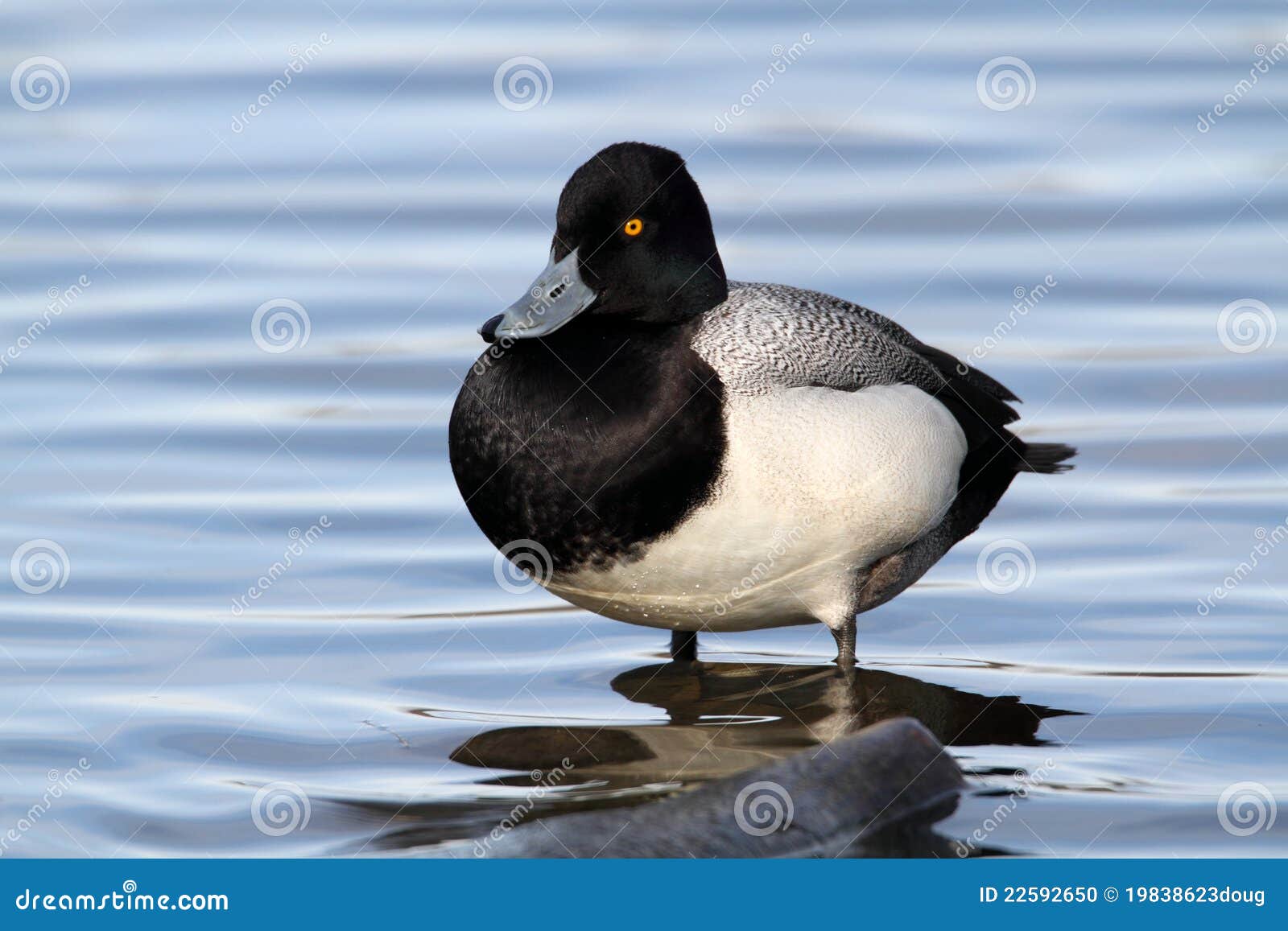 Greater Scaup stock photo. Image of feather, bird, nature - 22592650